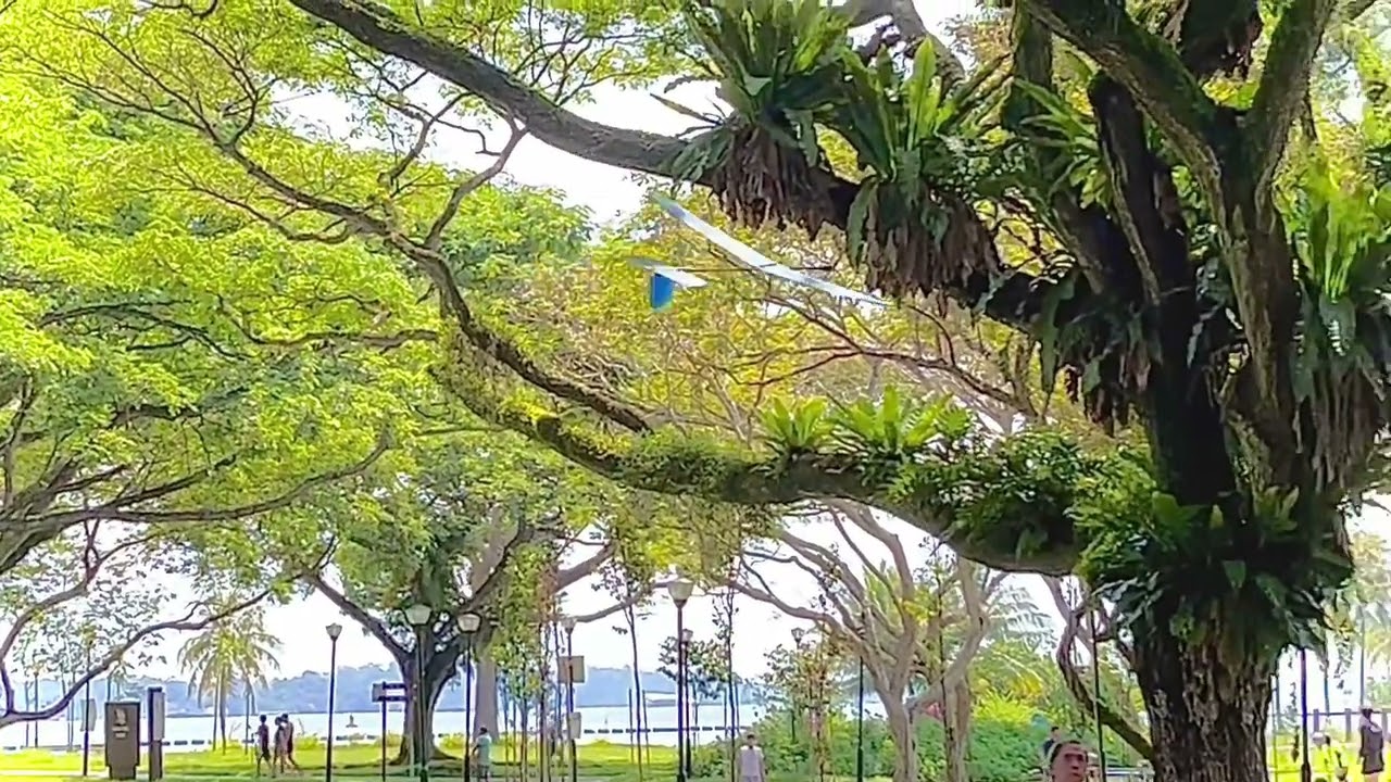 Panying Blue Glider with Inverted Tail - YouTube