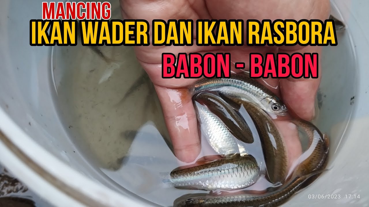 Mancing Wader Pari dan Ikan Rasbora di sungai kecil || Mancing Wader ...