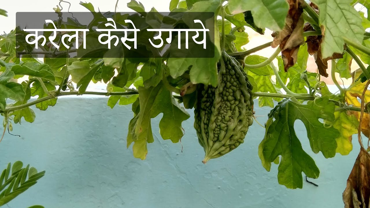 How to Grow Bitter Melon/Karela In Pot - Organic Vegetables - YouTube