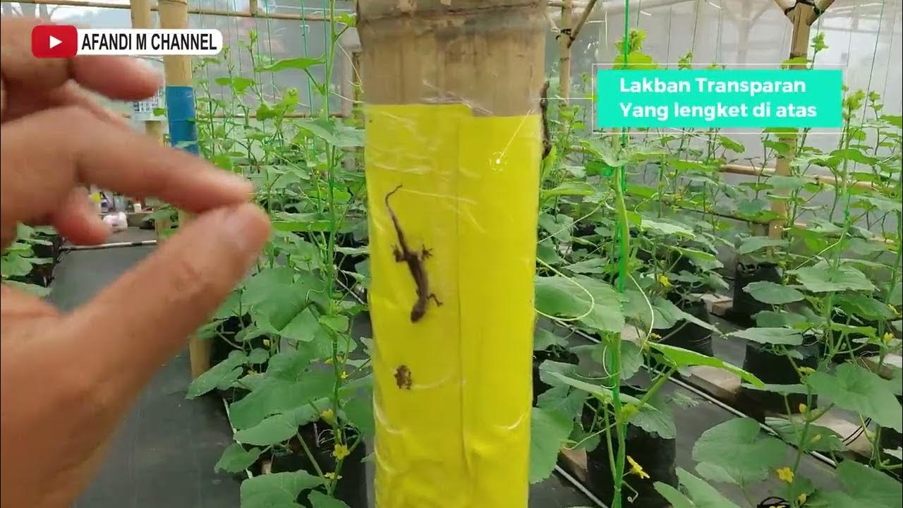 Cara Membuat Perangkap Hama di dalam Greenhouse - YouTube