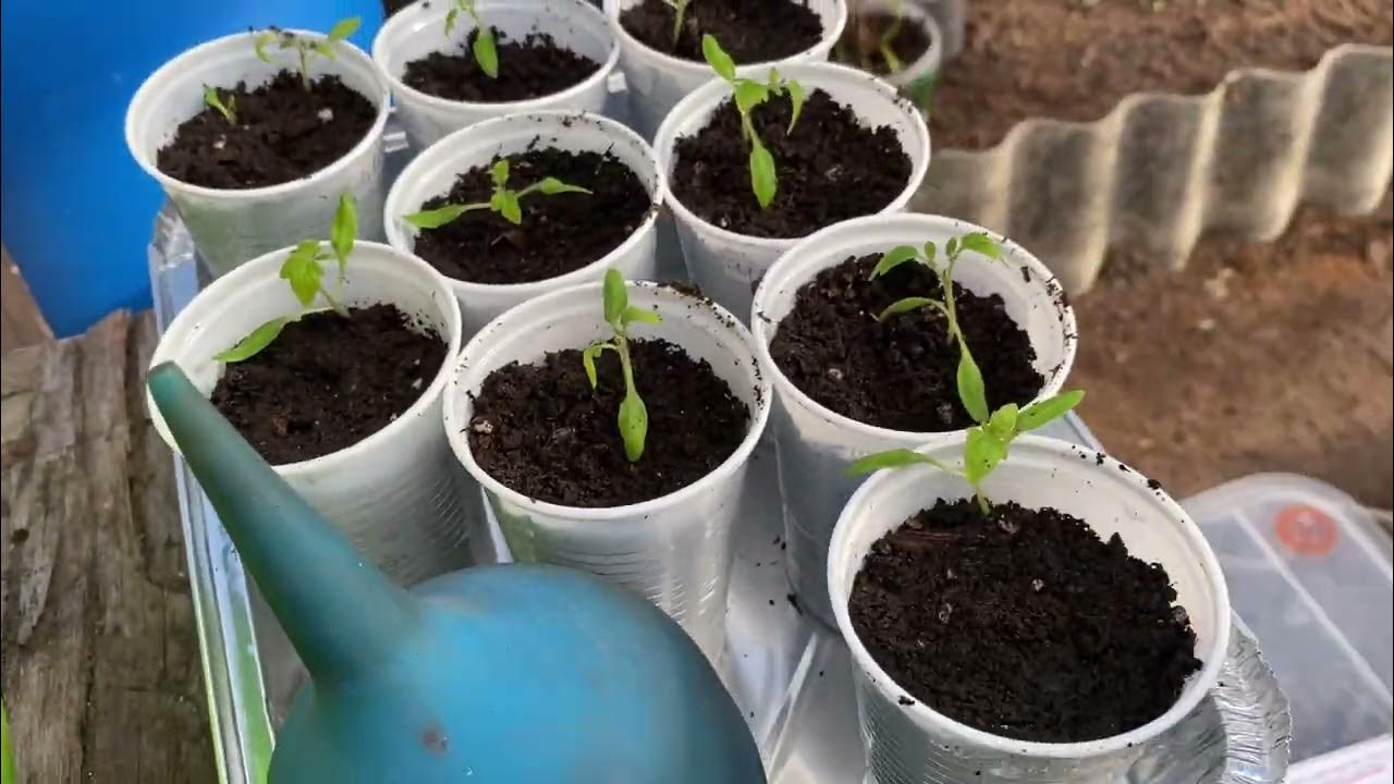 Использование укоренителя при пикировке и перевалке рассады томатов ...