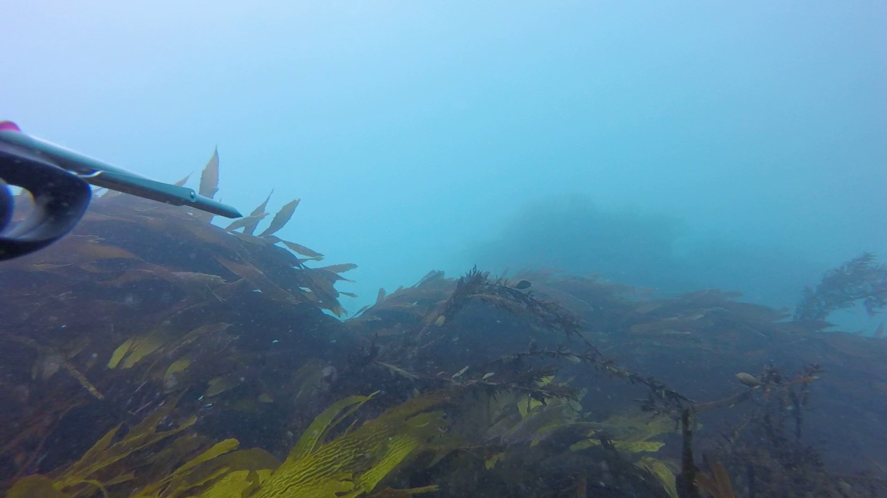 Wellington NZ Spearfishing - South Coast Blue Warehou - YouTube