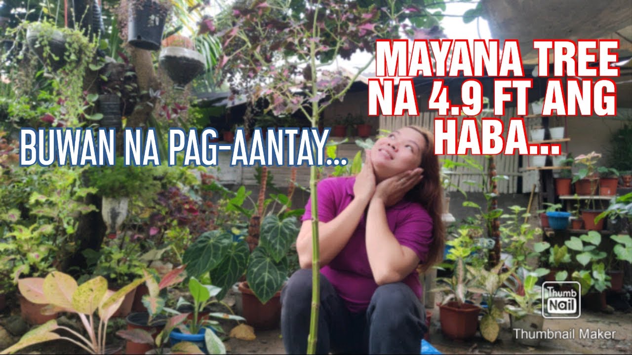 4.9 FT NA MAYANA TREE... PAANO GINAWA..? - YouTube