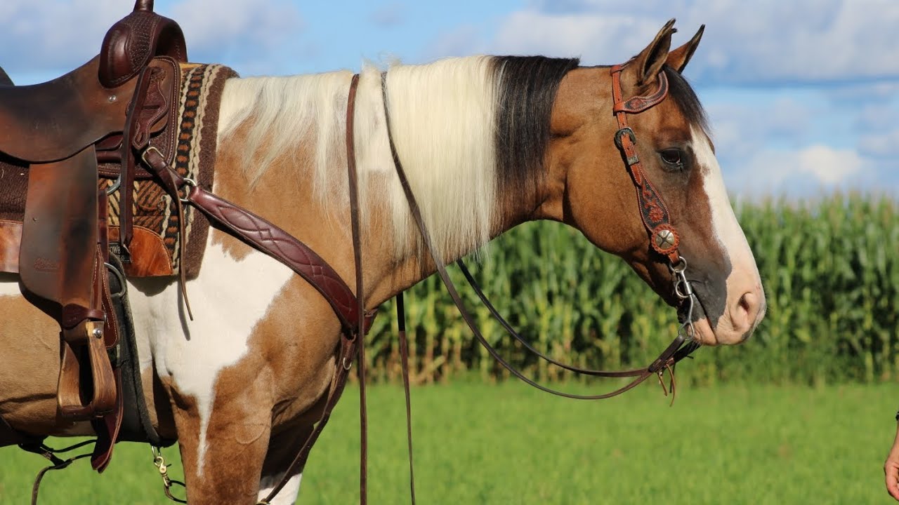 Ranger 10 yr old buckskin paint - YouTube