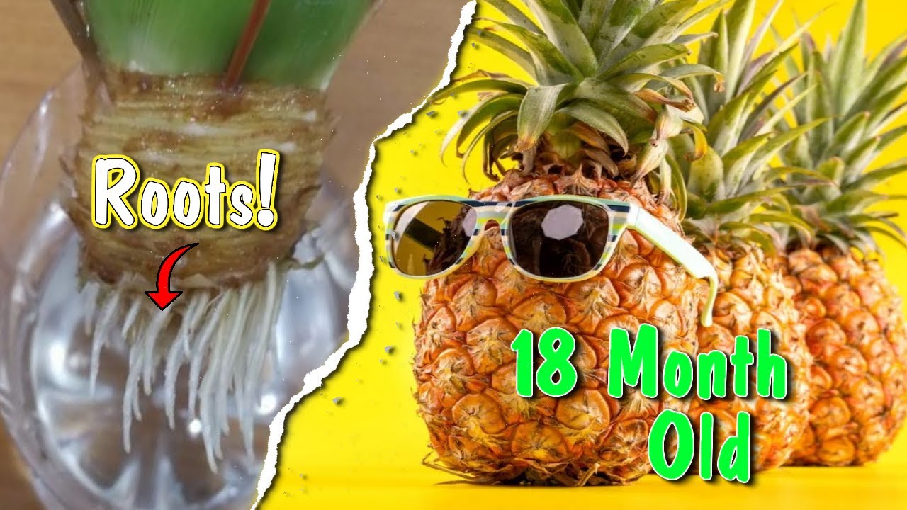 How To Grow 100% Organic Pineapples At Home In Containers - YouTube