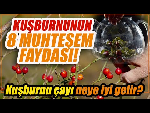 Kuşburnunun faydaları nelerdir? Kuşburnu çayı faydaları, kuşburnu marmelatı faydaları