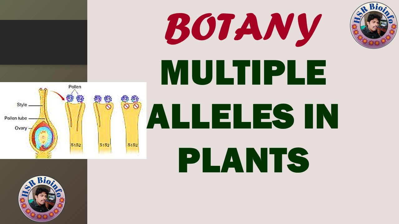 MULTIPLE ALLELES IN PLANTS | BOTANY | GENETICS | HSR BIOINFO | B SC ...