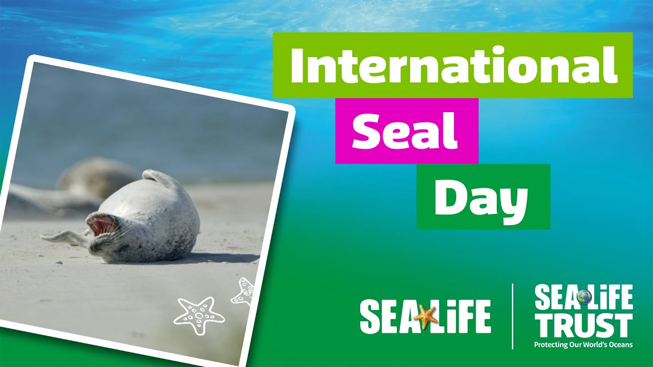 International Seal Day - YouTube