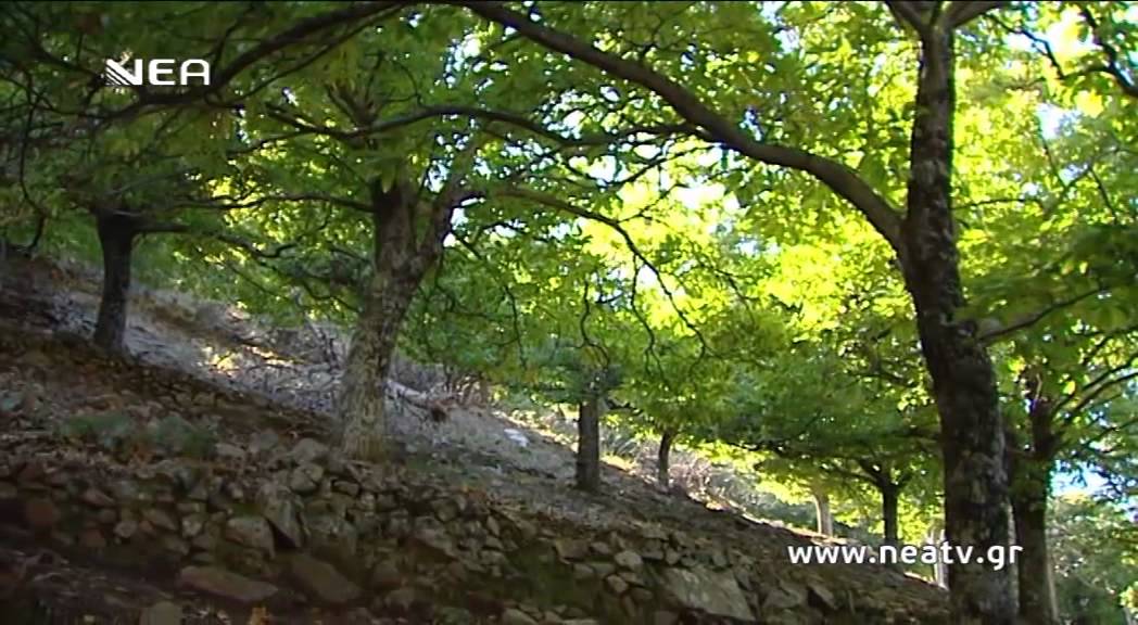 ΚΑΛΛΙΕΡΓΕΙΑ ΚΑΣΤΑΝΟΥ - YouTube