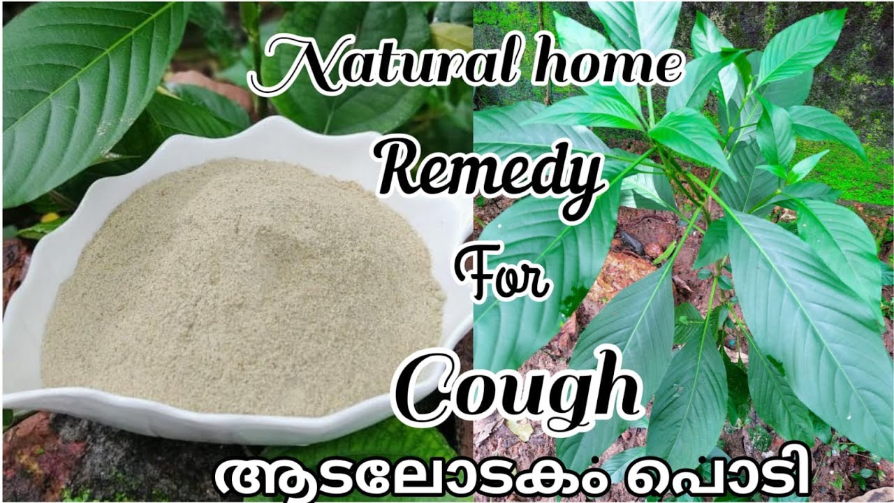 Home remedy for cough /cough relief powder/ആടലോടകം പൊടി #103 09/09/2021 ...