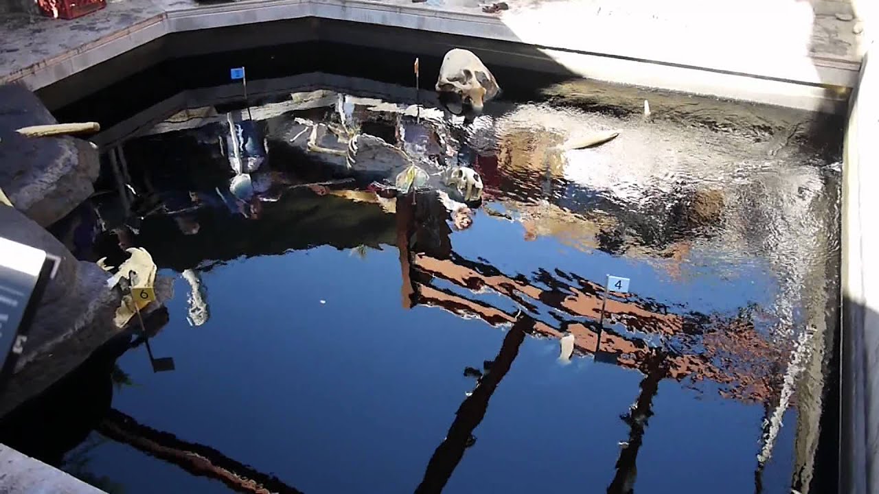 San Diego Zoo Tar Pit - YouTube
