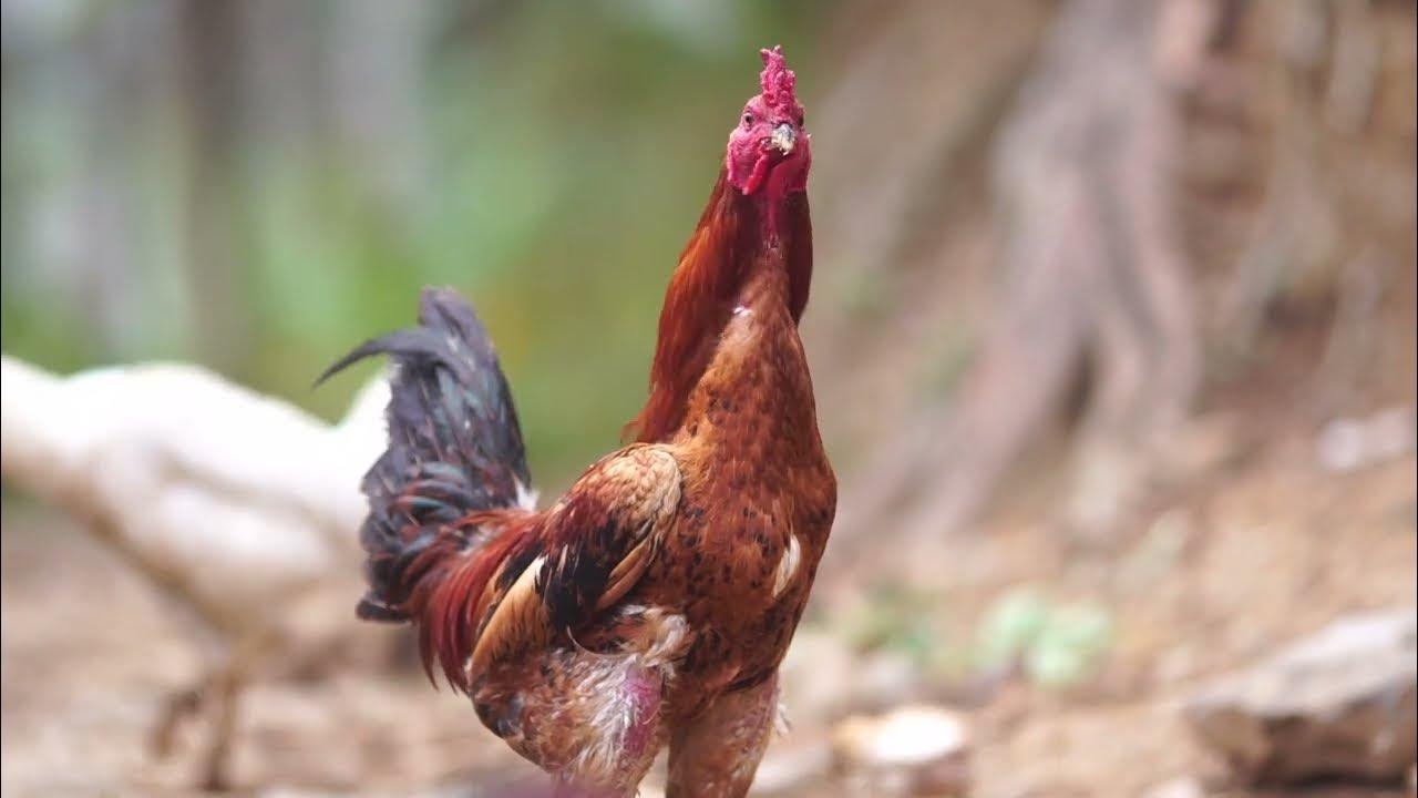 C0214 Sounds of wildlife animals, animal moment Chicken Sounds Noises ...