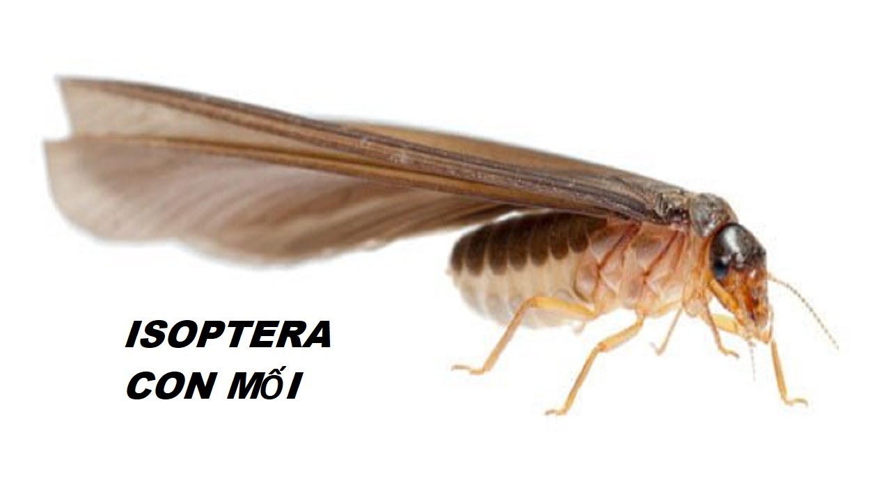 ISOPTERA l CON MỐI - YouTube