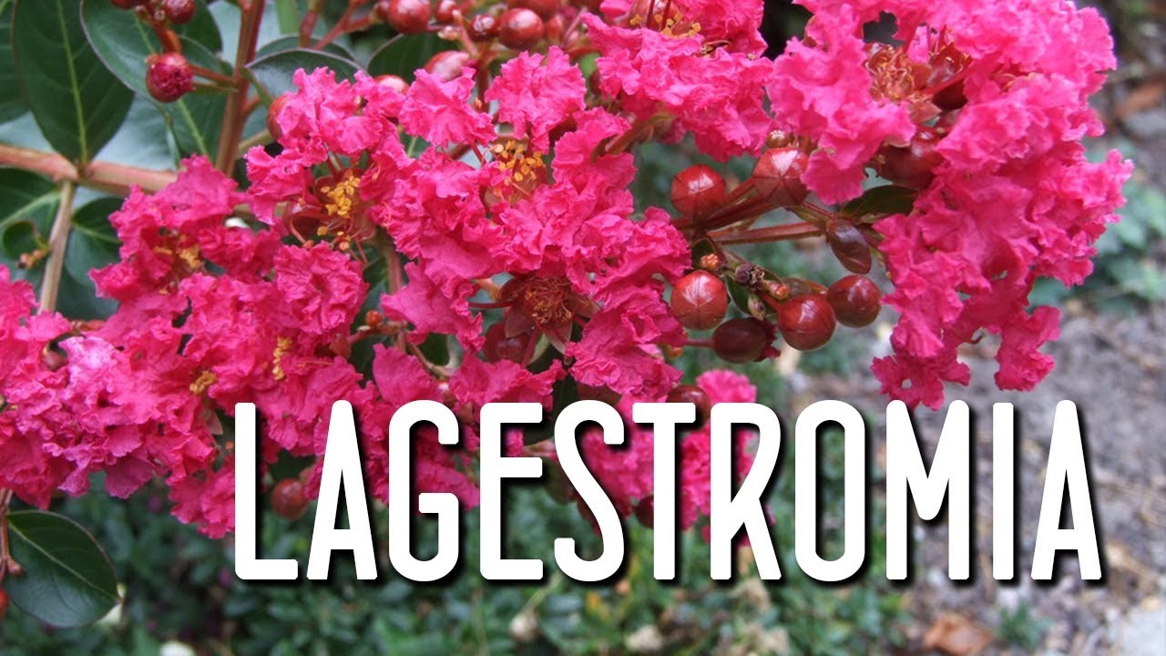 Aprende el cuidado de la lagerstroemia indica - YouTube
