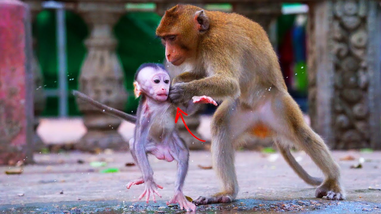 Oh Wow!! so sweet baby monkey Jessy wallk to play a freely. - YouTube