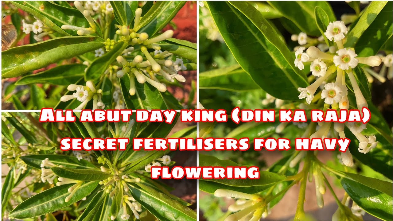 All about day king (din ka raja ) | secret fertiliser for heavy ...