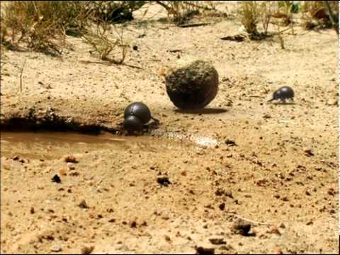 Minuscule.S01E15..The.Dung.Beetle.Battle - YouTube