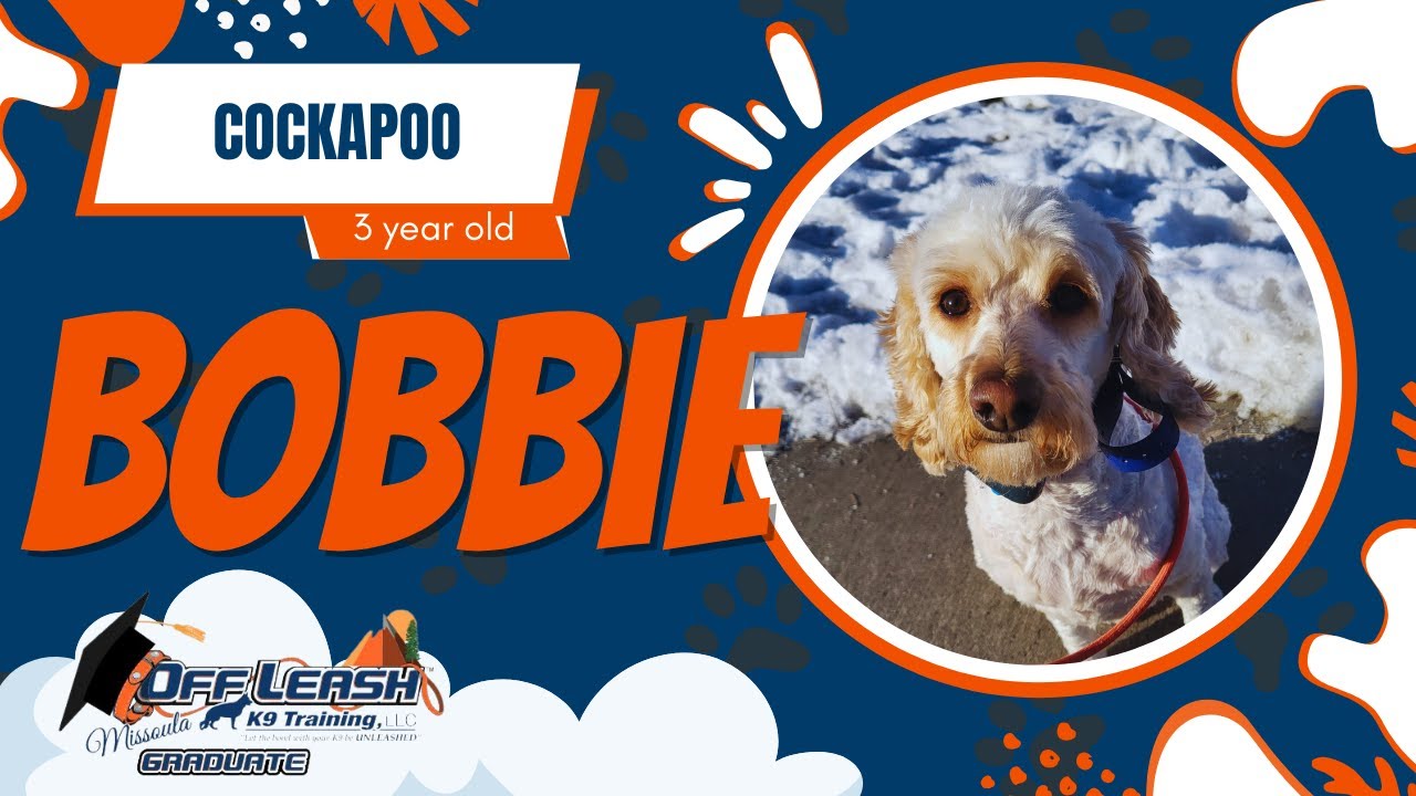 Bobbie - 3 Year Old Cockapoo | Best Missoula Dog Trainers | Off Leash ...