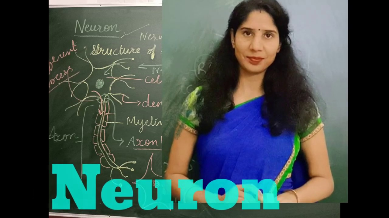 Neuron nervous system class 10 cbse ncert - YouTube