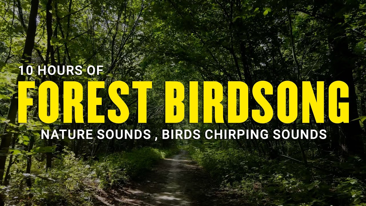 10 Hours of Forest Birdsong Nature Sounds | Forest Birds Chirping ...
