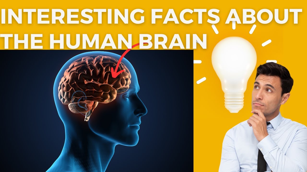 What are the most mind blowing facts about the human brain? Interesting ...