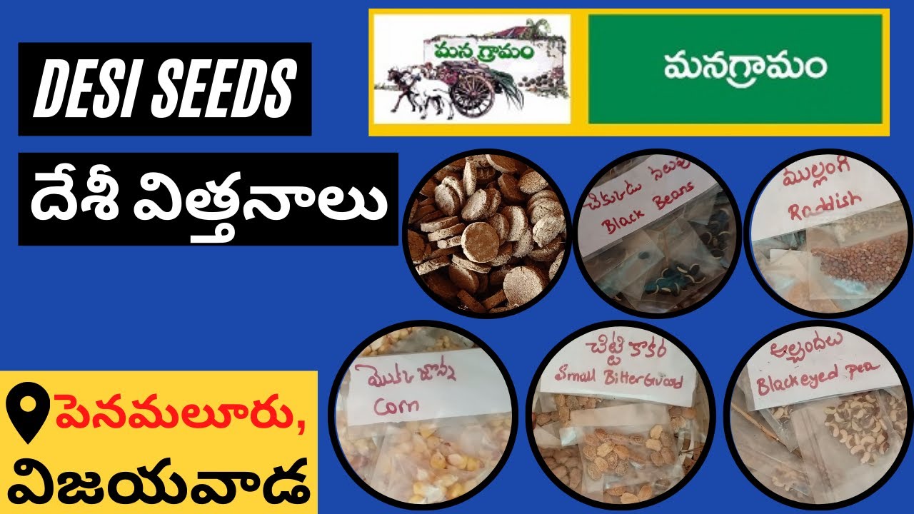 దేశీ విత్తనాలు DESI SEEDS IN పెనమలూరు,విజయవాడ || By PLANT A PLANT - YouTube