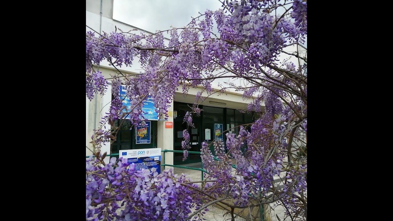 Liceo Scientifico Matteo Parisi di Bernalda - YouTube