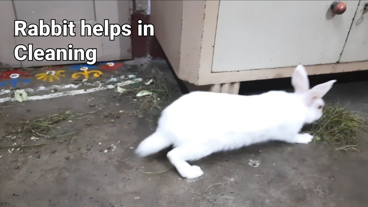 Rabbit helps in CLEANING - YouTube