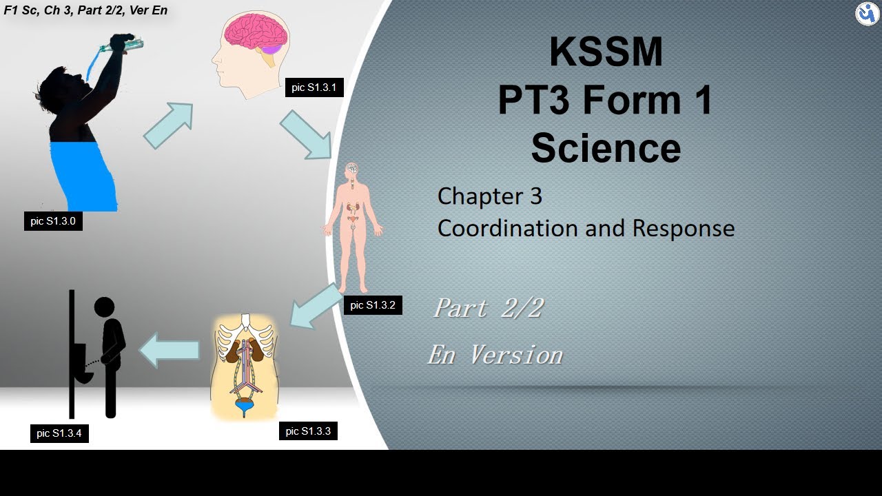 KSSM Form 1 Science Chapter 3 Coordination and Response Part 2/2, En ...