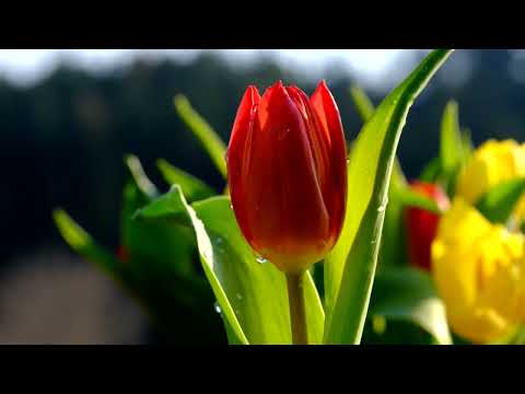 4k Relaxing Video : Shine bright like a tulip. #syednadeemmedia #nadeembukhari #flowers #tulips
