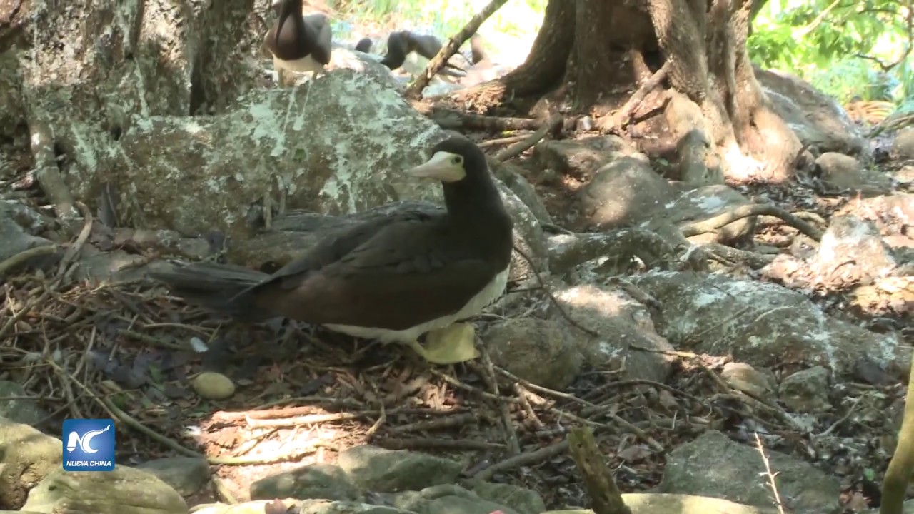 La Isla de las Serpientes - YouTube