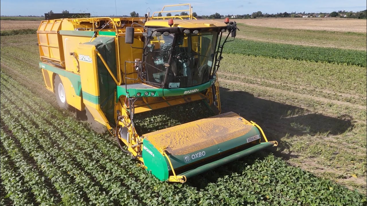 Oxbo BP 2140e Self-propelled Bean Picker - YouTube
