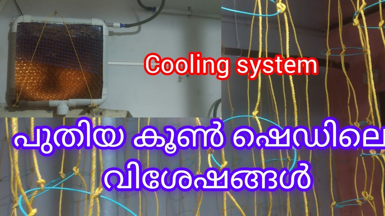 നമ്മൾ ഉണ്ടാക്കിയ കൂളിംഗ് സിസ്റ്റം // Mushroom shed/Cooling system ...