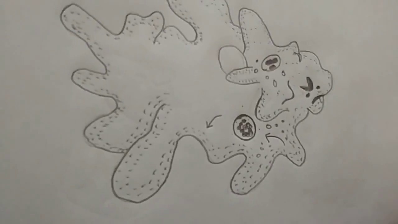 Amoeba Drawing | Art and Craft Videos for Learners - YouTube