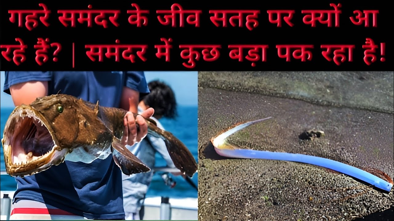 deep sea fish coming to surface | angler fish coming to surface | deep ...