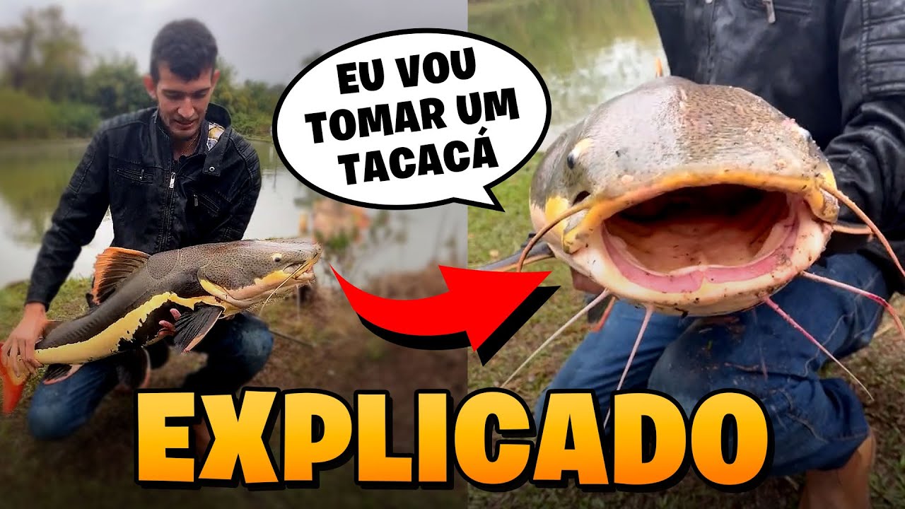 QUAL A ORIGEM DO PEIXE QUE REPETE MEMES FAMOSOS | MEME EXPLICADO - YouTube