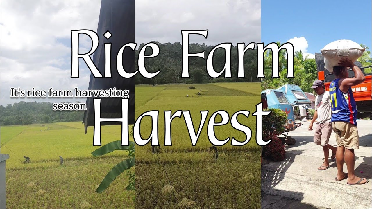 Buying Rice in our countryside| Rice farms in the Philippines 🇵🇭 - YouTube