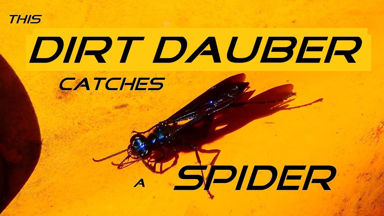 Mother nature amazing ..Dirt Dauber catches Spider. - YouTube