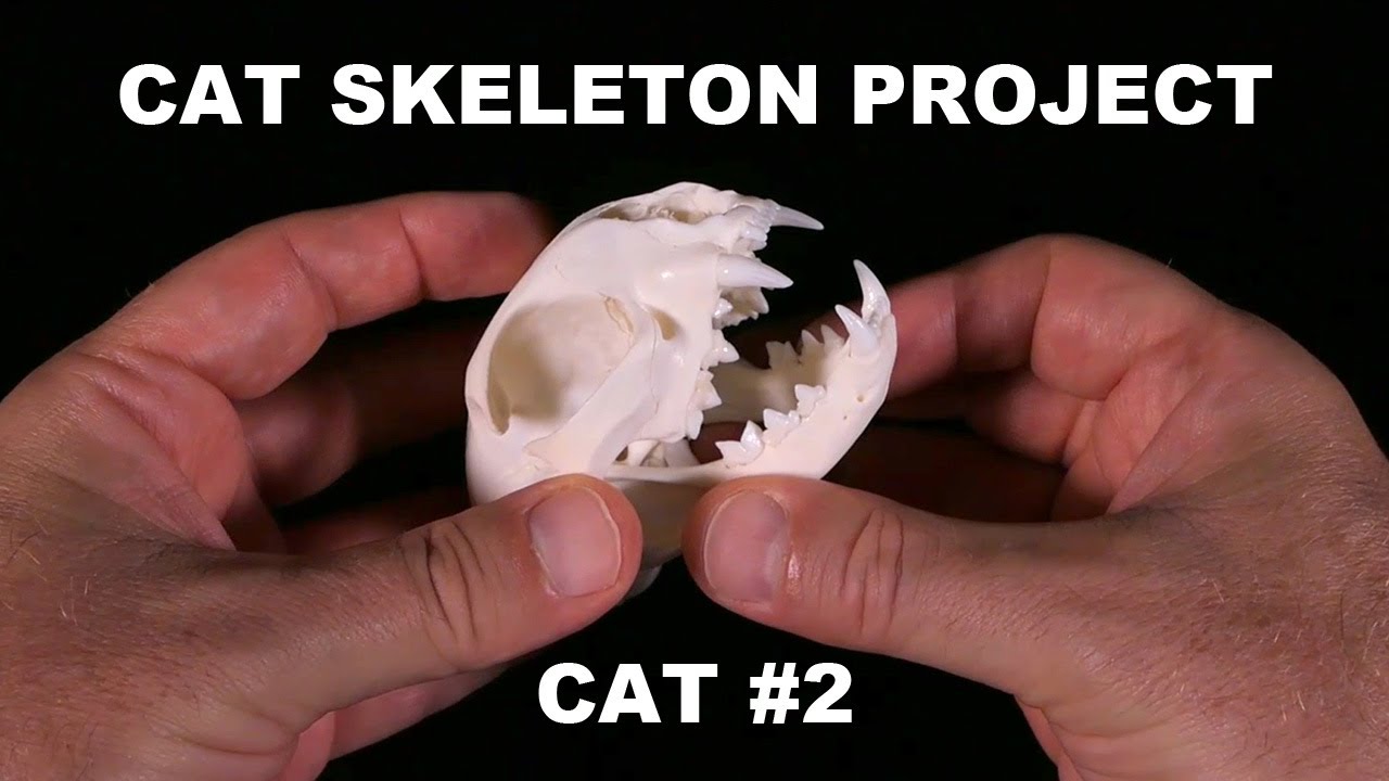 Cat Skeleton Project Cat#2 / Skull, Teeth, Long Bones / Articulation ...