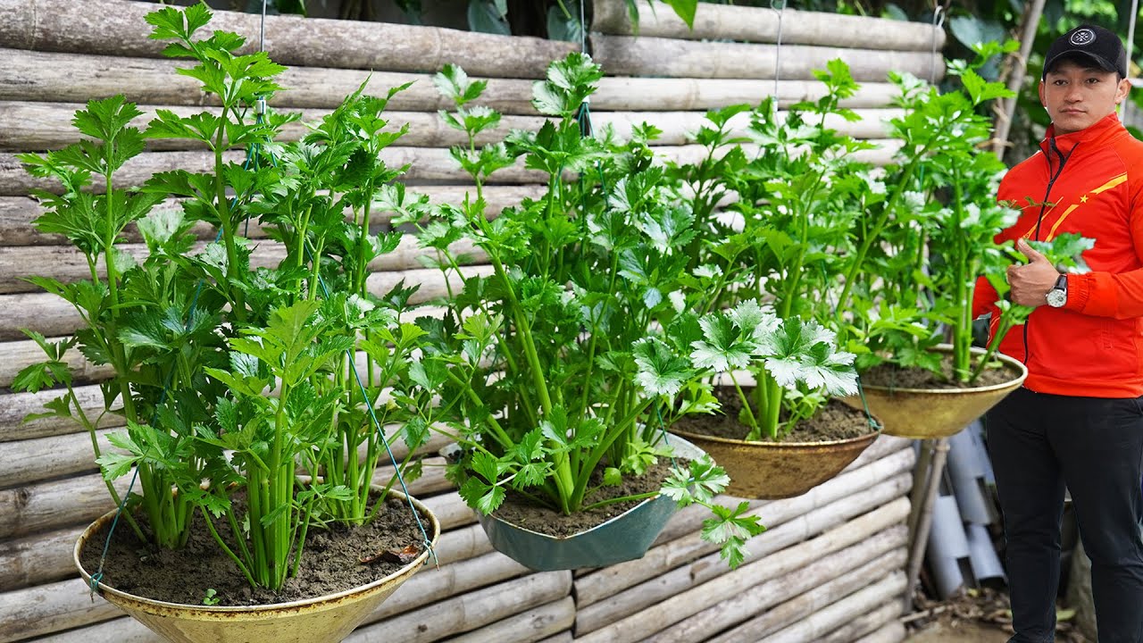 Secrets To Massive Celery Harvests In Small Spaces - YouTube