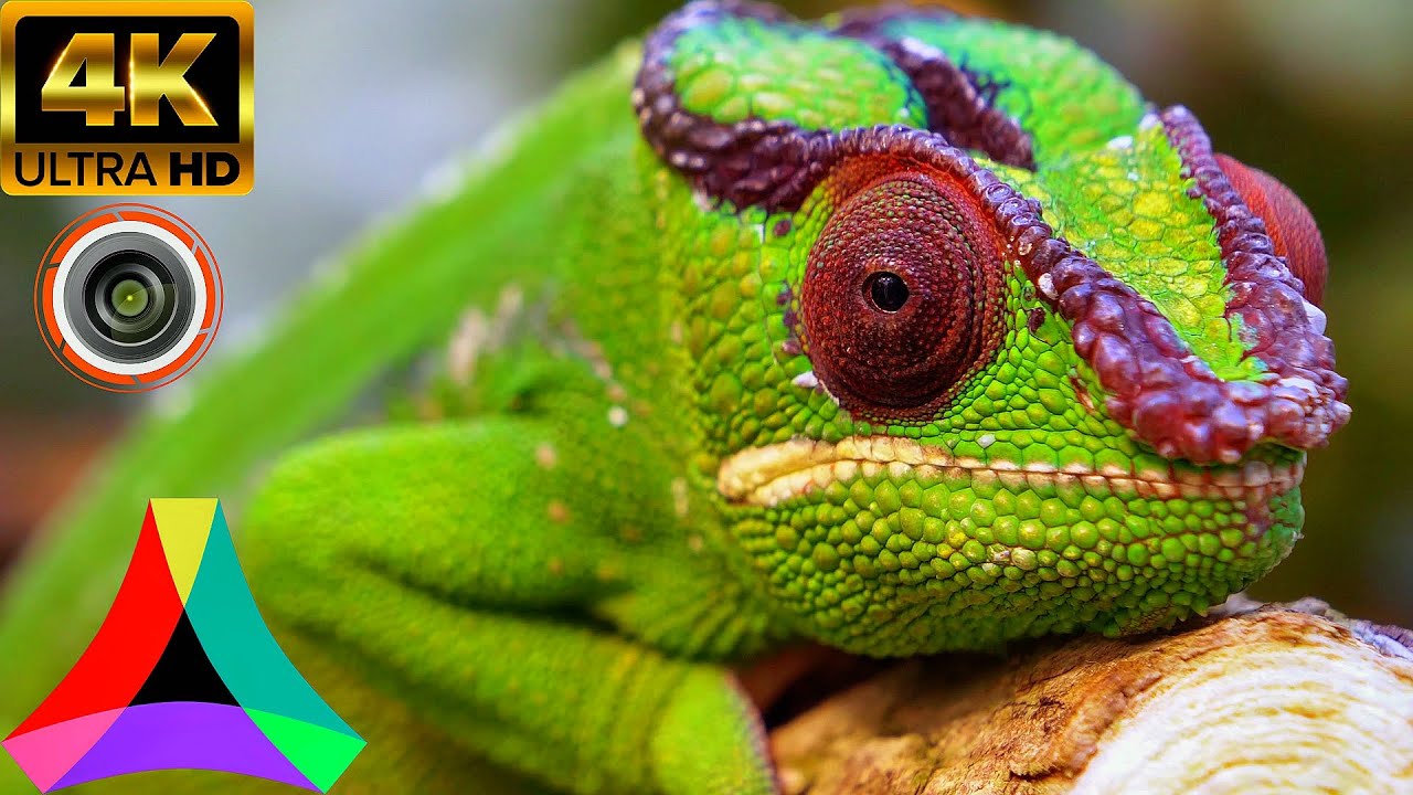 4K HDR 120fps Dolby Vision with Animal Sounds (Colorfully Dynamic ...