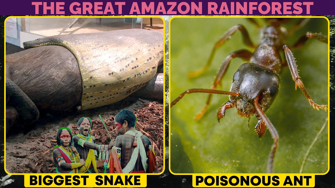 Amazon Rain Forest Secrets : Poisonous Ant, Biggest Snake..... - YouTube