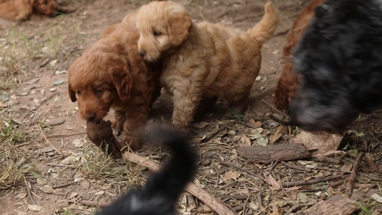 Our mini doodle (Bordoodle x cavoodle) puppies playing & eating ...
