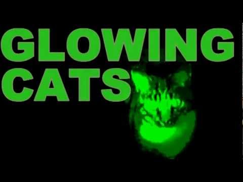 GLOWING CATS - YouTube