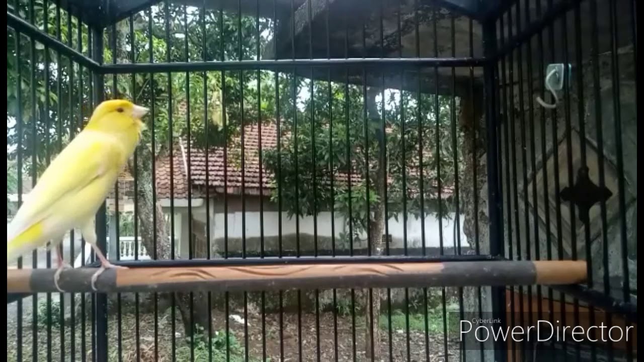 BURUNG SIUL🐦🐦 - YouTube