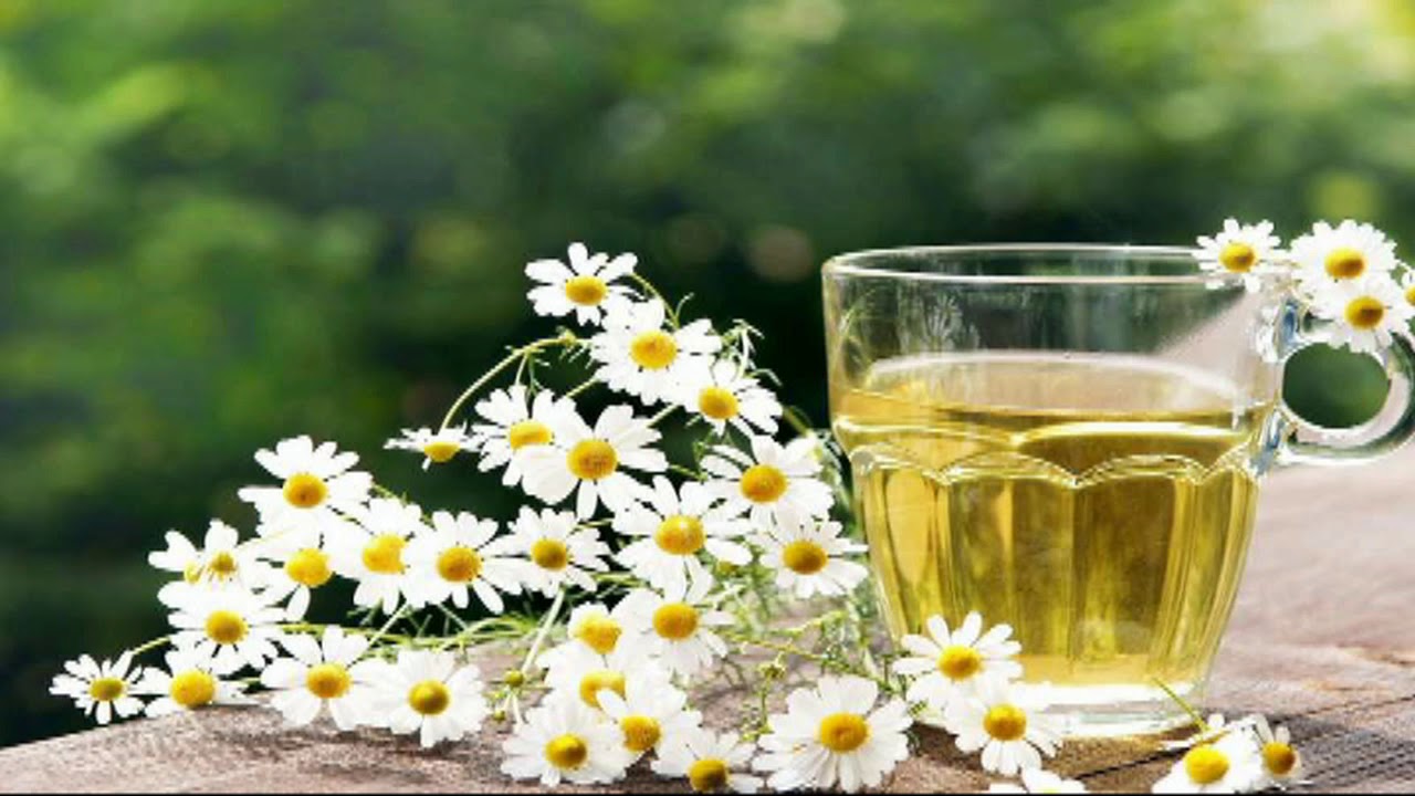 Kamomili me sod buke kombinim perfekt per... - YouTube