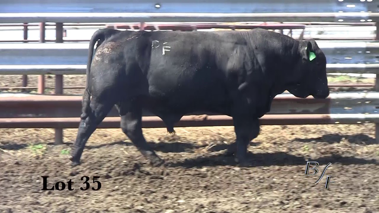 Lot 35 - YouTube