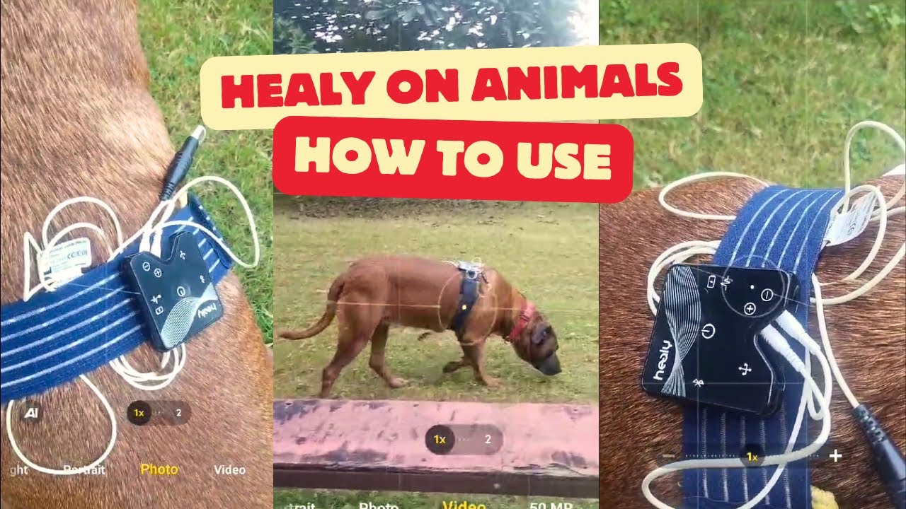 How To Use, Healy On Animals | Heal with Sushil - YouTube