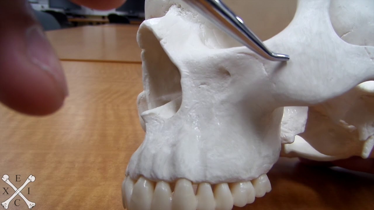 TeachMeEXCI - Zygomatic Facial Bone - YouTube