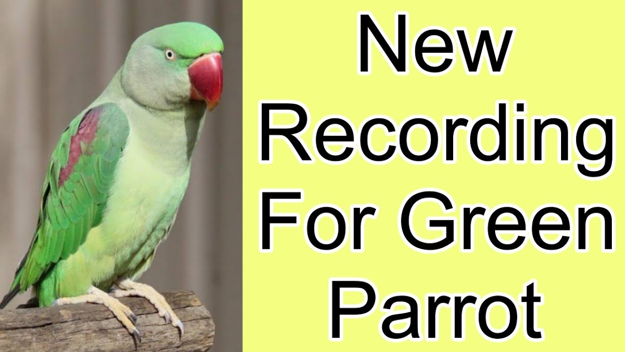 Recording for parrot training | Parrot talking training | New recording ...
